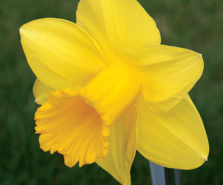 Narcissus - Arkle - Brent & Becky's Bulbs