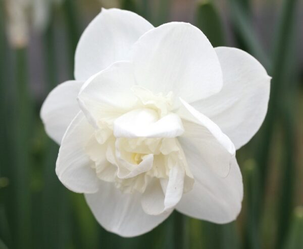 Narcissus - Androcles - Brent & Becky's Bulbs