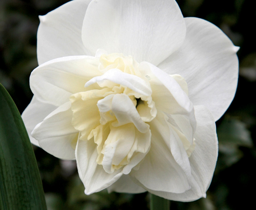 Narcissus - Androcles - Brent & Becky's Bulbs