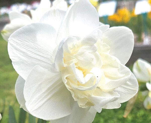 Narcissus - Androcles - Brent & Becky's Bulbs
