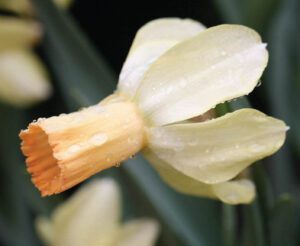 Crocus chrysanthus 'Panda' - Brent & Becky's Bulbs