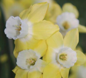 Crocus chrysanthus 'Panda' - Brent & Becky's Bulbs
