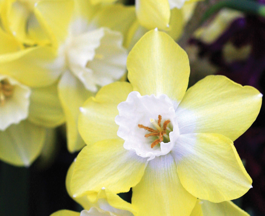Narcissus - Pipit - Brent & Becky's Bulbs