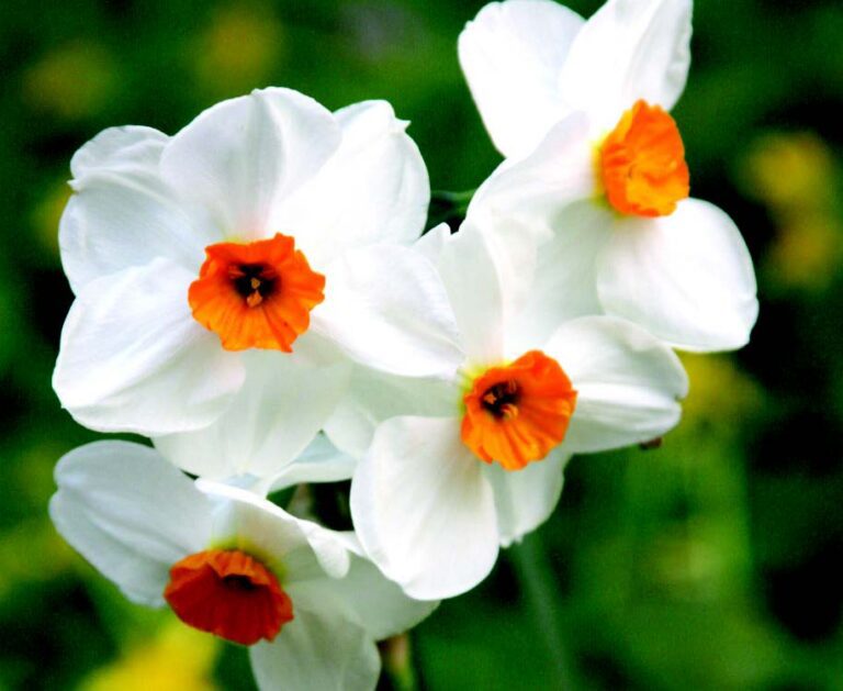 Narcissus - Geranium - Brent & Becky's Bulbs