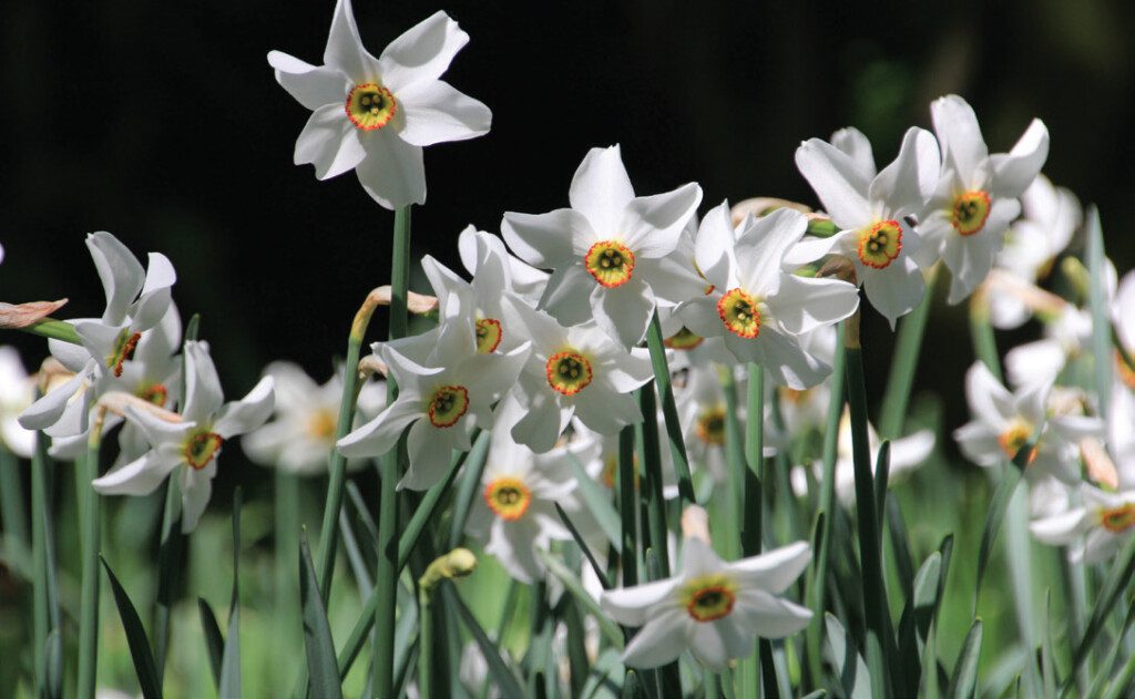 Narcissus - poeticus 'Recurvus' - Brent & Becky's Bulbs