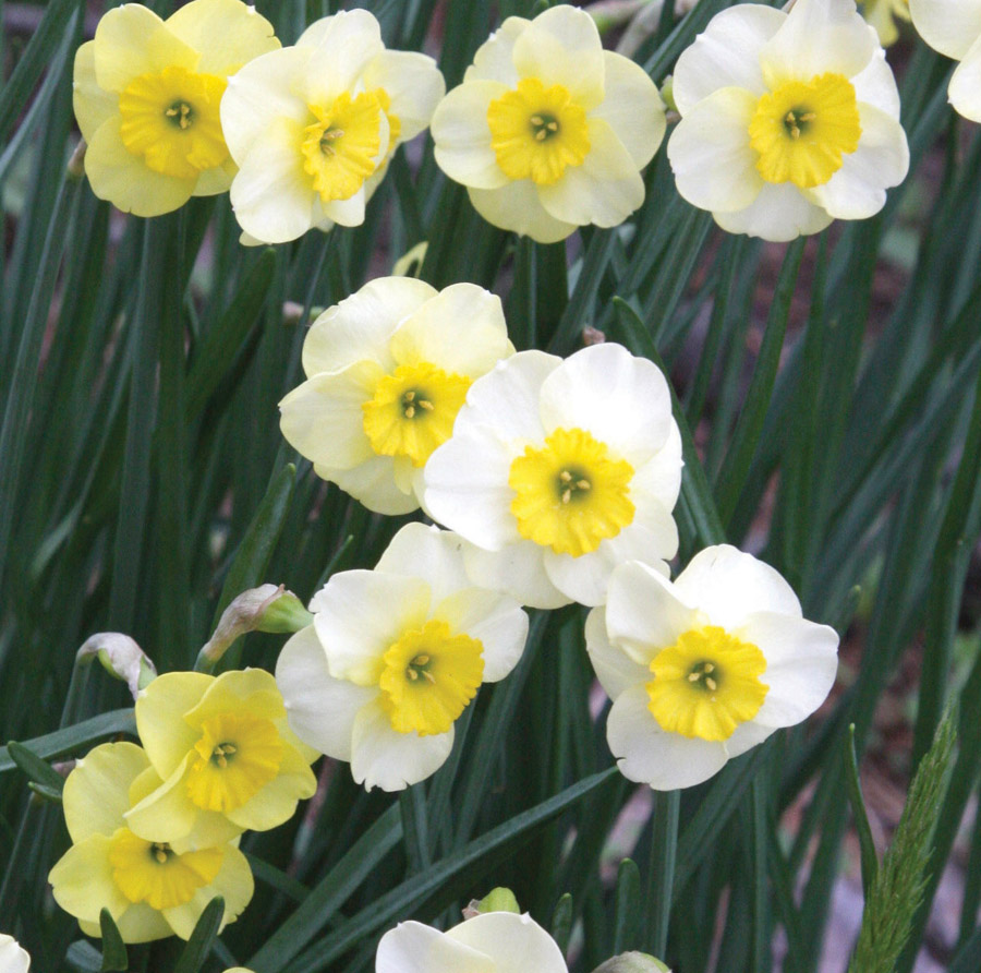 Narcissus - Sun Disc - Brent & Becky's Bulbs