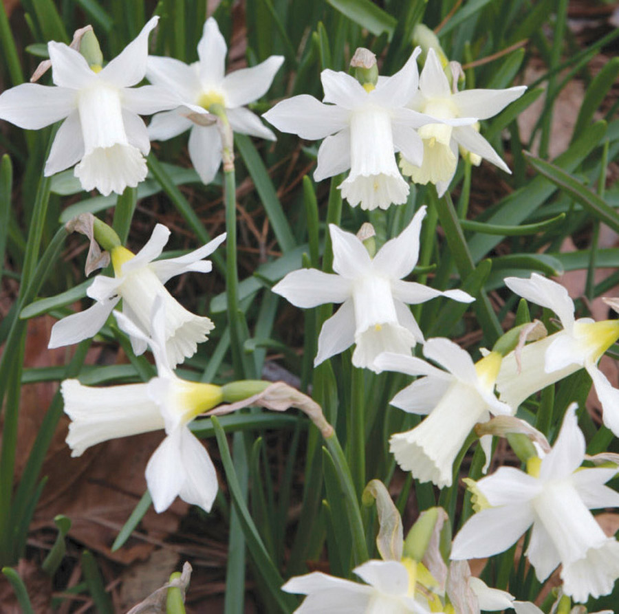 Narcissus - Elka - Brent & Becky's Bulbs