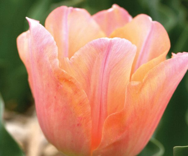 Tulipa - Apricot Beauty - Brent & Becky's Bulbs