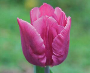 Tulipa - Marit - Brent & Becky's Bulbs