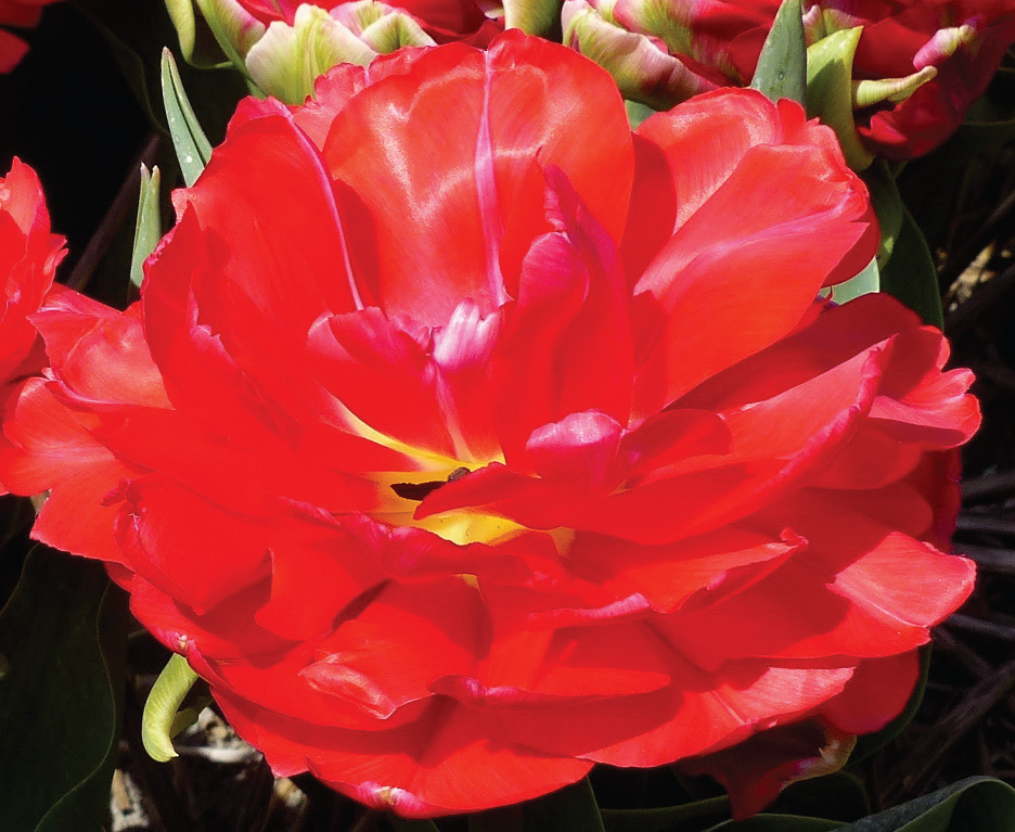 Tulipa - Promiss - Brent & Becky's Bulbs