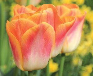 Crocus chrysanthus 'Panda' - Brent & Becky's Bulbs