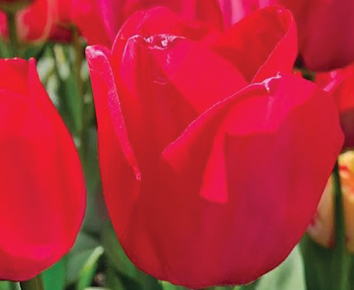 Tulipa - Spryng Tide - Brent & Becky's Bulbs