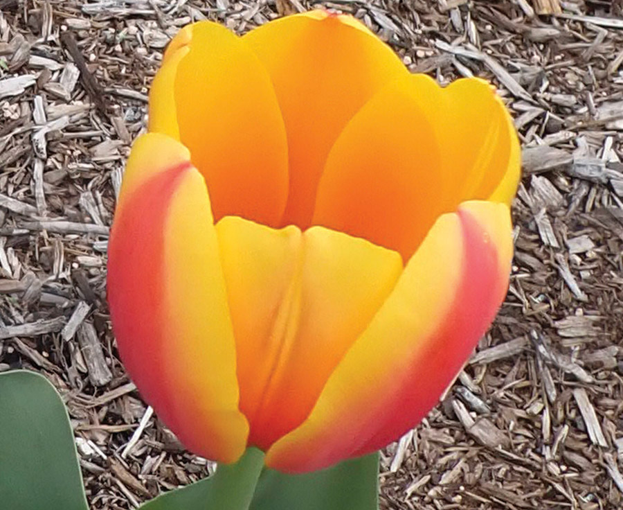 Tulipa - World Peace - Brent & Becky's Bulbs
