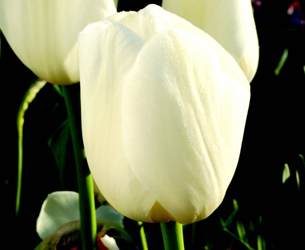 Tulipa - Maureen - Brent & Becky's Bulbs