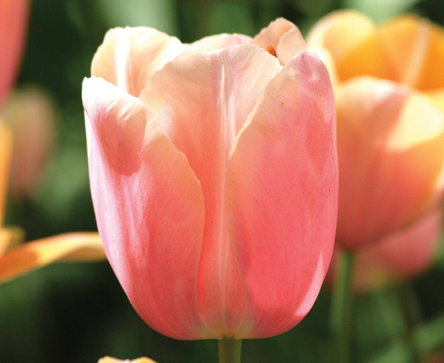 Tulipa - Menton - Brent & Becky's Bulbs