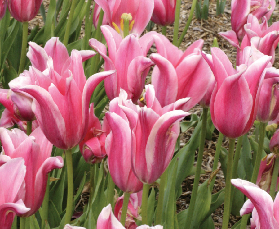 Tulipa - Mariette - Brent & Becky's Bulbs