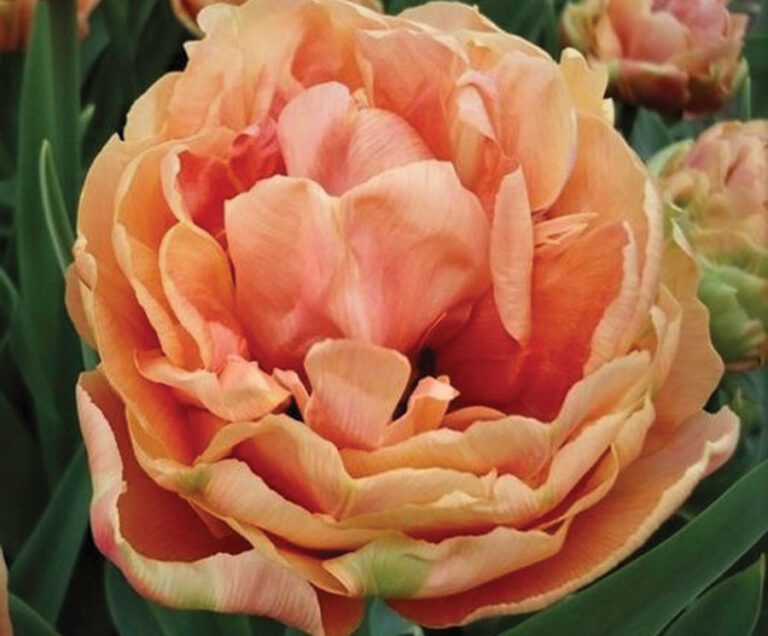 Tulipa - Copper Image - Brent & Becky's Bulbs
