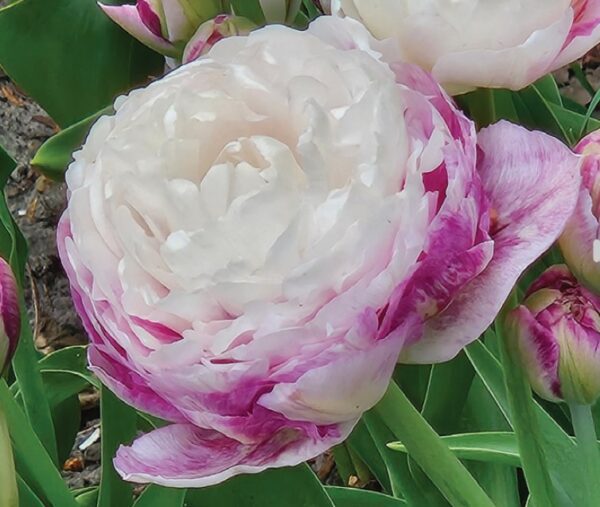 Tulipa - Double Surprise - Brent & Becky's Bulbs