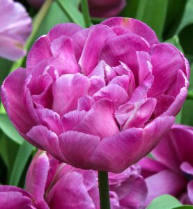 Crocus chrysanthus 'Panda' - Brent & Becky's Bulbs