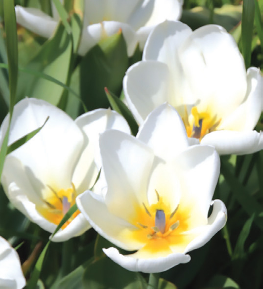 Tulipa - Purissima - Brent & Becky's Bulbs