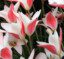 Tulipa - Lady Jane - Brent & Becky's Bulbs