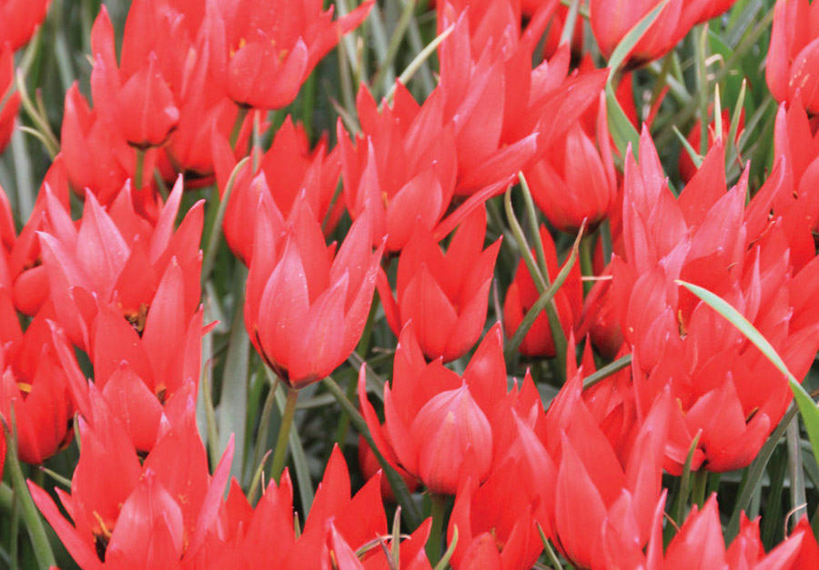 Tulipa - Lizzy - Brent & Becky's Bulbs