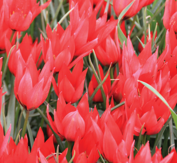 Tulipa - Lizzy - Brent & Becky's Bulbs