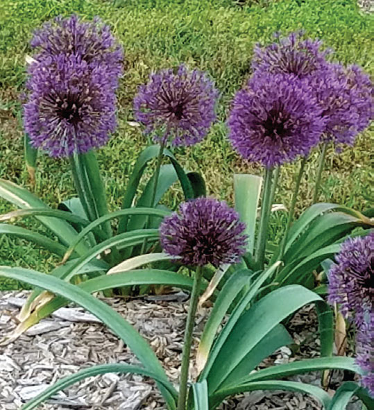 Allium - Powder Puff - Brent & Becky's Bulbs