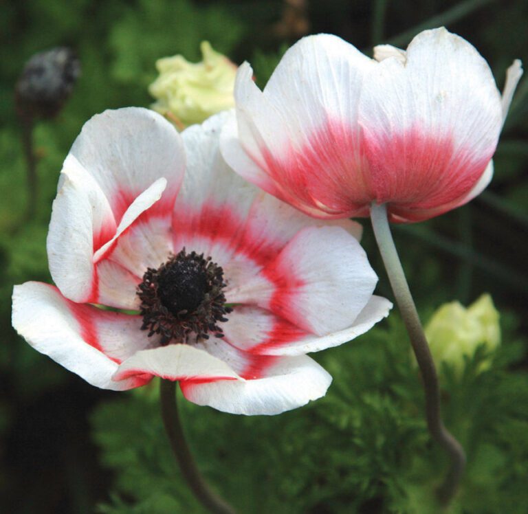 Anemone - coronaria 'bicolor' - Brent & Becky's Bulbs