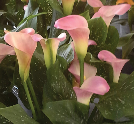 Zantedeschia Captain Marrero - Brent & Becky's Bulbs