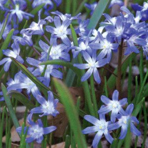 Crocus - tommasinianus 'Hummingbird' - Brent & Becky's Bulbs
