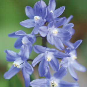 Crocus - tommasinianus 'Hummingbird' - Brent & Becky's Bulbs