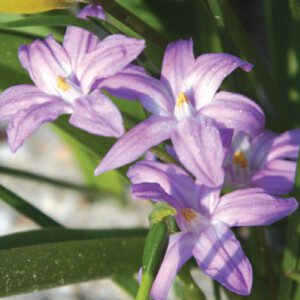 Crocus - tommasinianus 'Hummingbird' - Brent & Becky's Bulbs