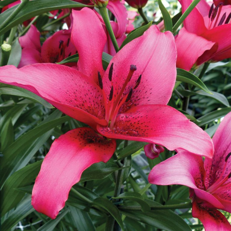 Lilium November Rain - Asiatic/Oriental/Asiatic Lily - Brent & Becky's ...
