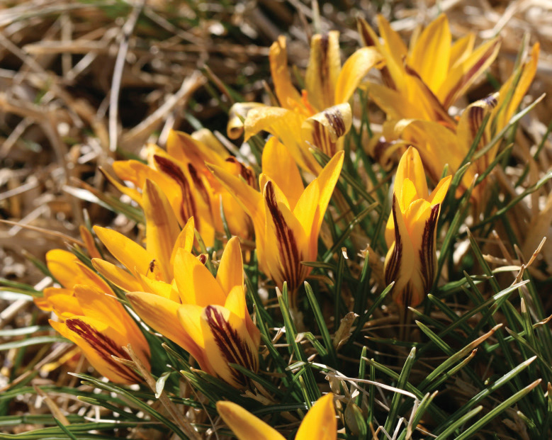 Crocus - angustifolius 'Cloth of Gold' - Brent & Becky's Bulbs