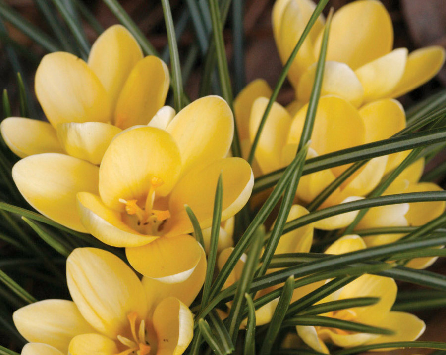 Crocus-Spring - chrysanthus 'Romance' - Brent & Becky's Bulbs