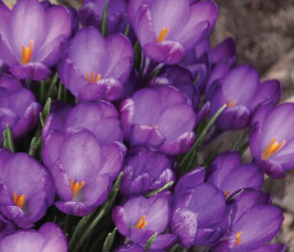Crocus-Spring - tommasinianus 'Ruby Giant' - Brent & Becky's Bulbs