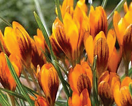 Crocus - Orange Monarch - Brent & Becky's Bulbs
