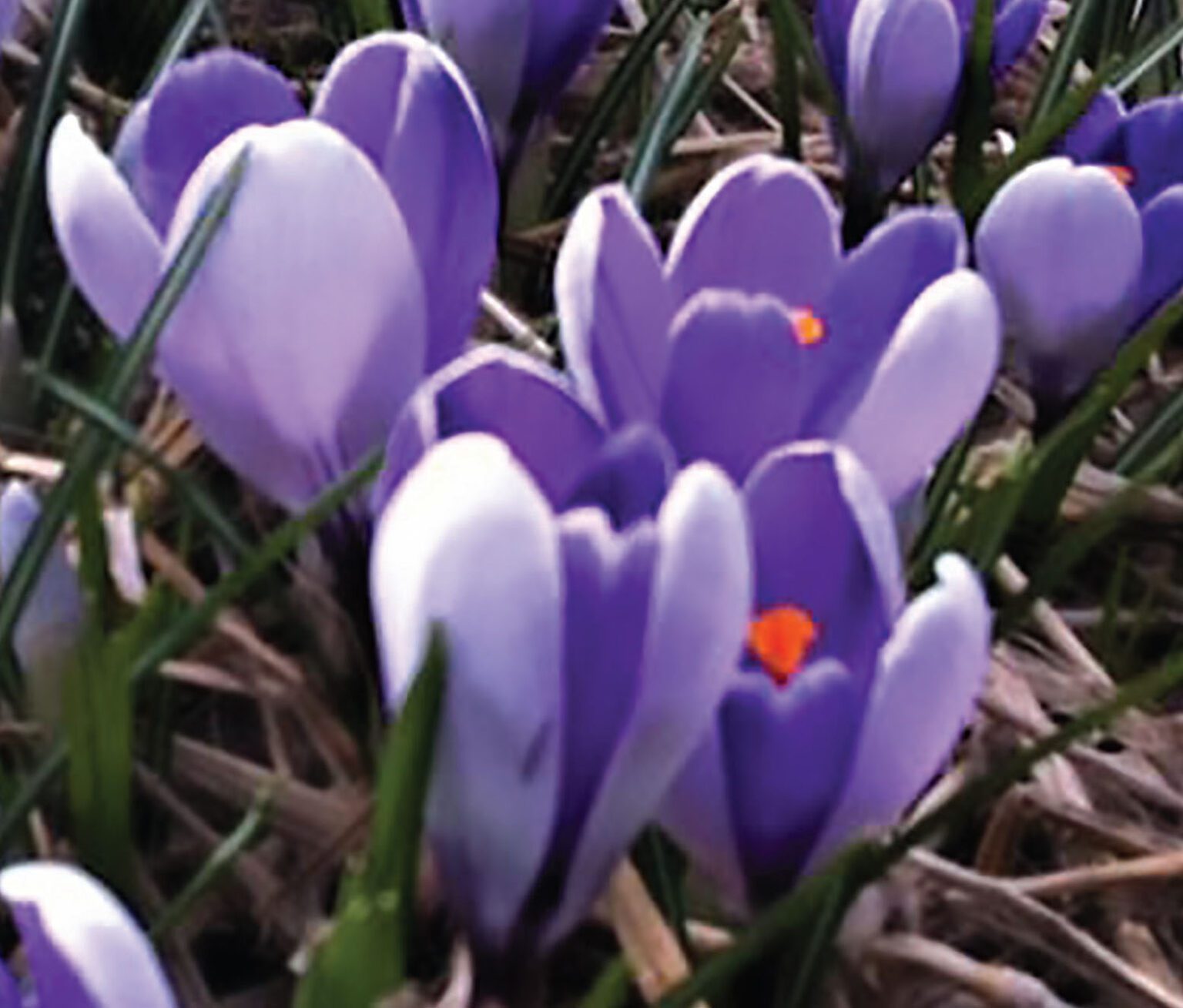Crocus - vernus 'Whale Shark' - Brent & Becky's Bulbs