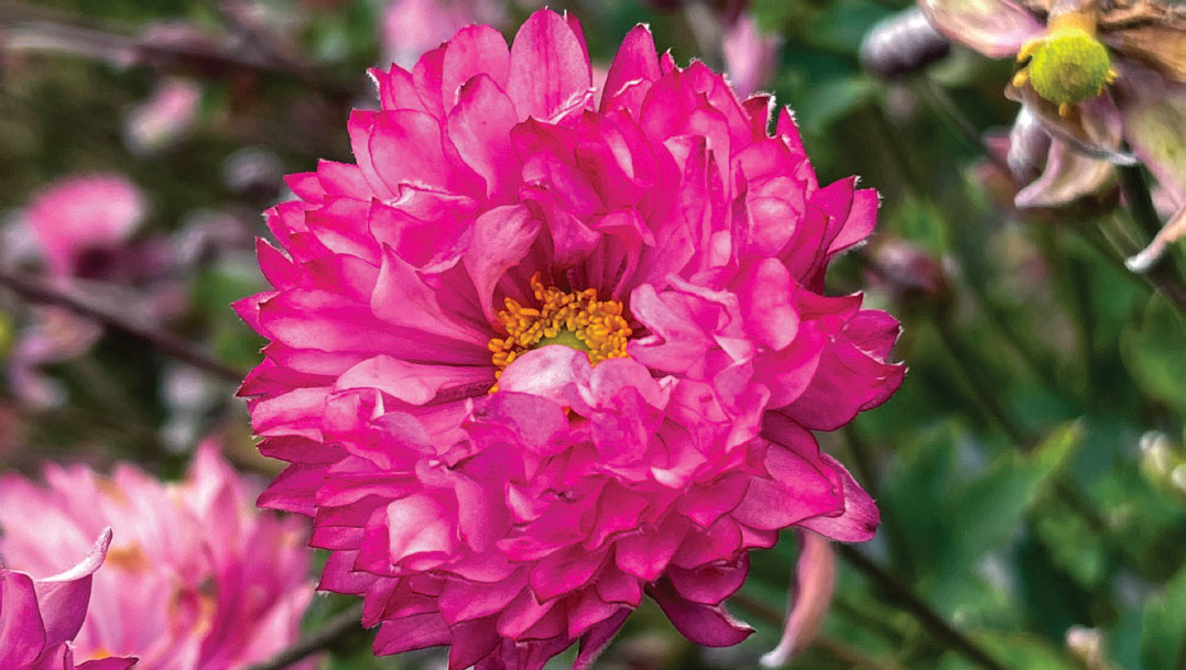 Anemone - PUFF Pink (Perennial-Plug) - Brent & Becky's Bulbs