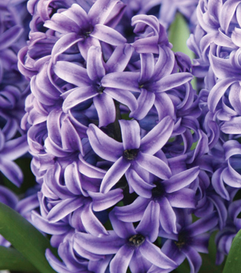 Hyacinthus - orientalis 'Blue Jacket' - Brent & Becky's Bulbs