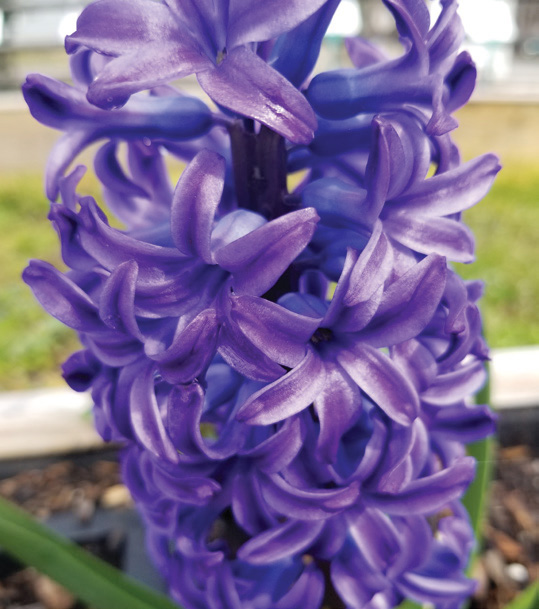 Hyacinthus Orientalis - Blue Jacket - Brent & Becky's Bulbs