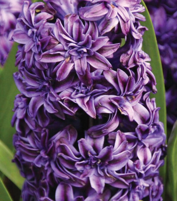 Hyacinthus - orientalis 'Royal Navy' - Brent & Becky's Bulbs