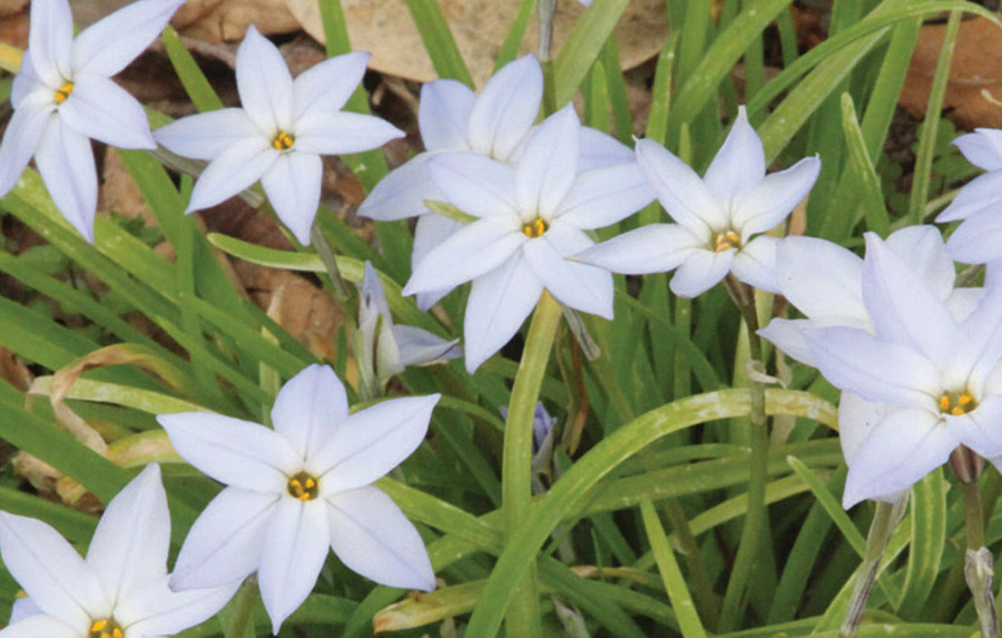 Ipheion - uniflorum 'Wisley Blue' - Brent & Becky's Bulbs