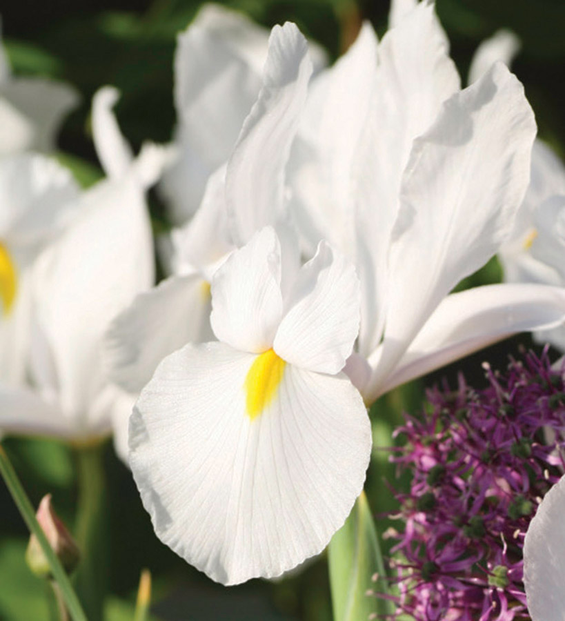 Iris Dutch - Alaska - Brent & Becky's Bulbs