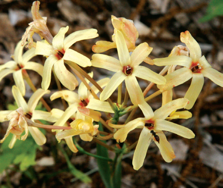 Ixia - paniculata 'Eos' - Brent & Becky's Bulbs