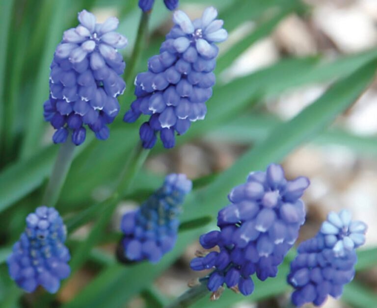 Muscari - aucheri Blue Magic - Brent & Becky's Bulbs