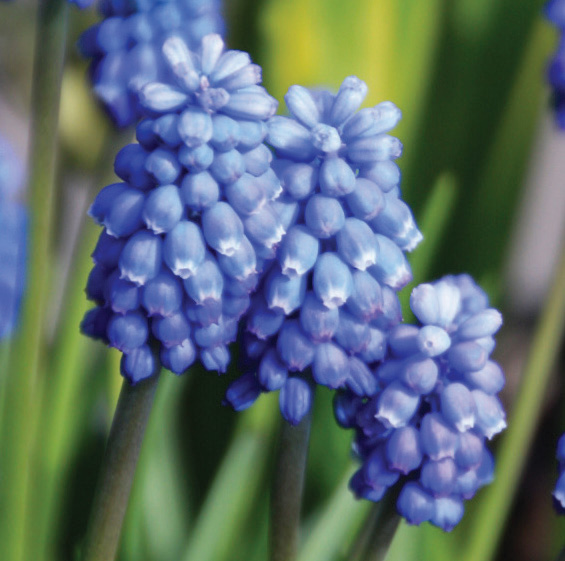 Muscari - aucheri 'Blue Magic' - Brent & Becky's Bulbs