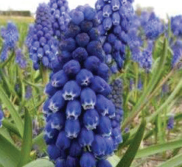 Muscari - armeniacum 'Alida' (Pre-cooled) - Brent & Becky's Bulbs