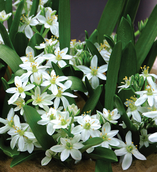 Scilla - siberica 'Alba' - Brent & Becky's Bulbs
